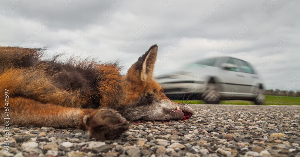 Closeup aus der Froschperspektive Wildunfall toter Fuchs liegt auf der ...
