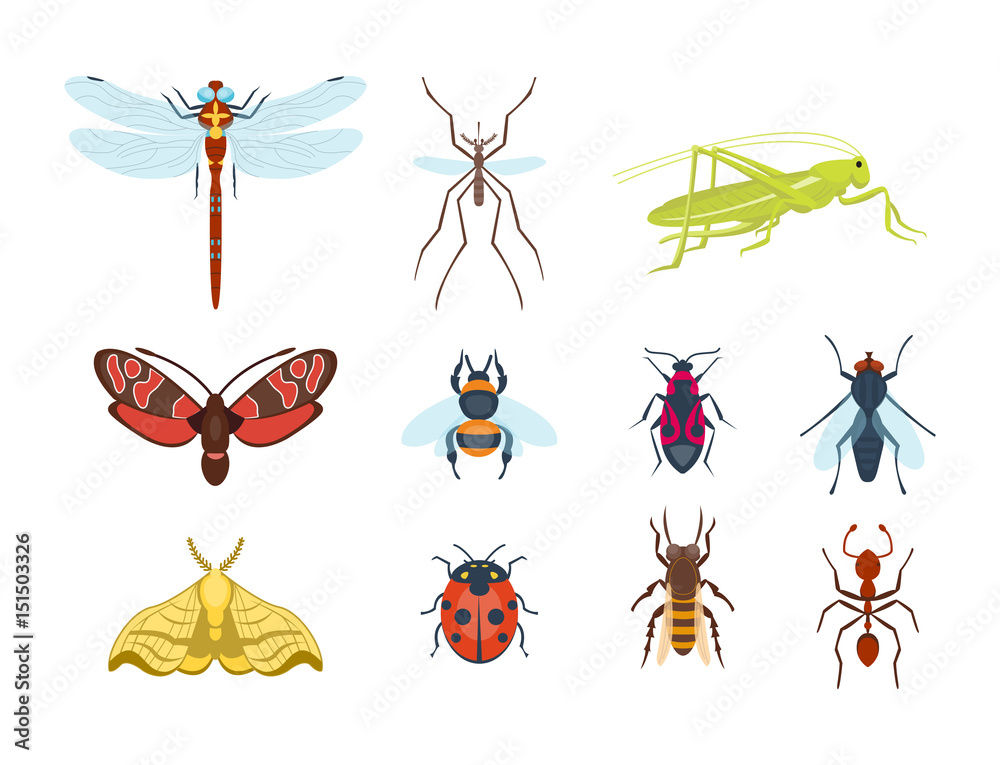 Colorful insects icons isolated wildlife wing detail summer bugs wild ...
