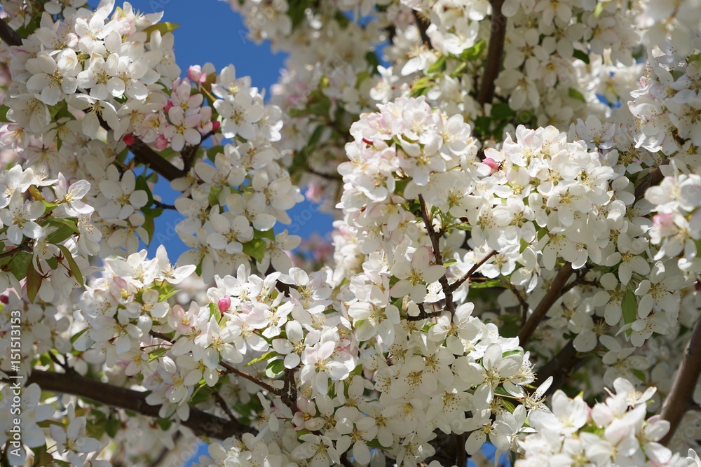 Blühender Zierapfelbaum im Frühling Stock-Foto | Adobe Stock