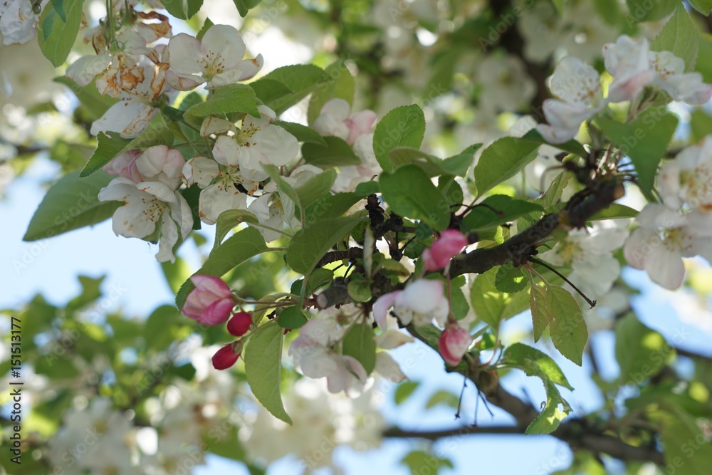 Blühender Zierapfelbaum im Frühling Stock-Foto | Adobe Stock