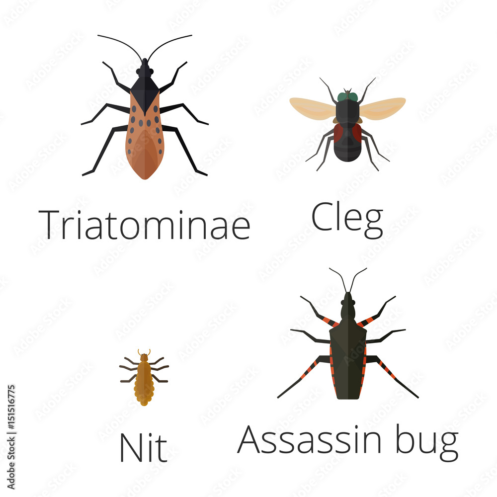 Colorful insects icons isolated wildlife wing detail summer worm ...