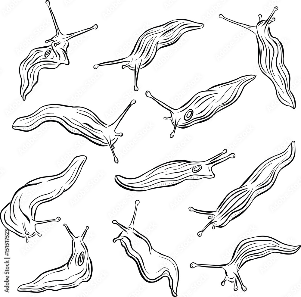 Collection of Line Art Slug Illustration Vector Stock Vector | Adobe Stock