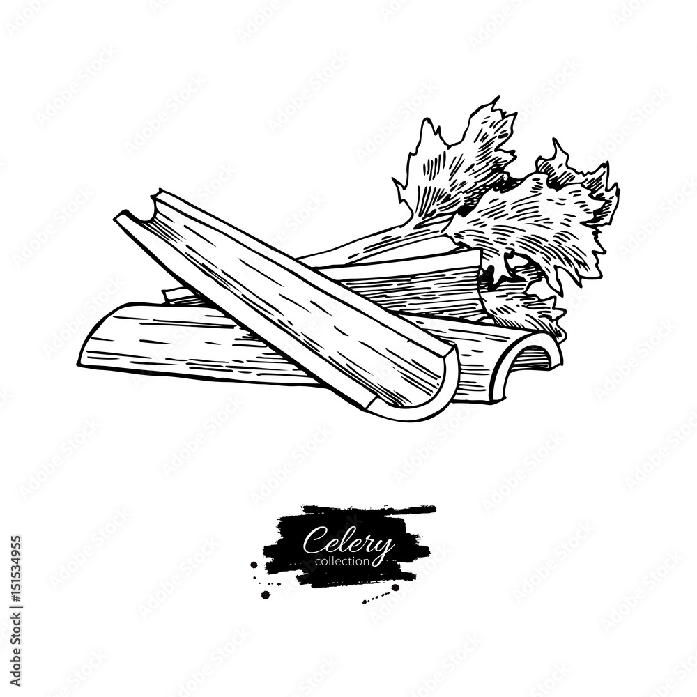 Celery stick hand drawn vector illustration. Isolated Vegetable ...