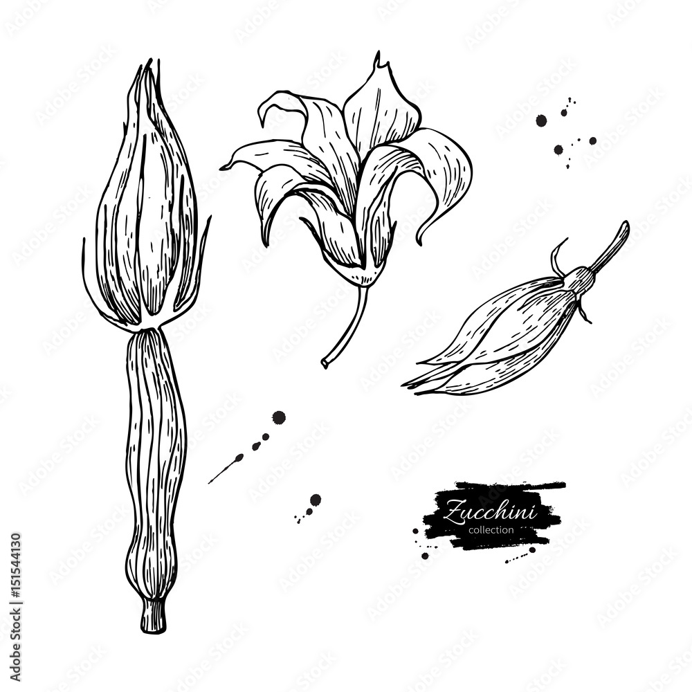 Zucchini flower hand drawn vector illustration set. Isolated Veg Stock ...