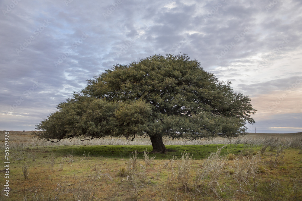 Calden, árbol autoctono de Argentina presentes en los bosques pampeanos ...