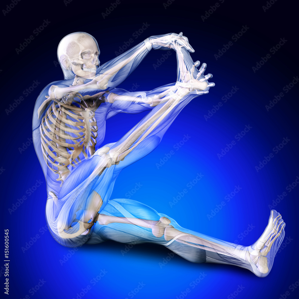 3d medical illustration showing leg flexion Stock Illustration | Adobe ...