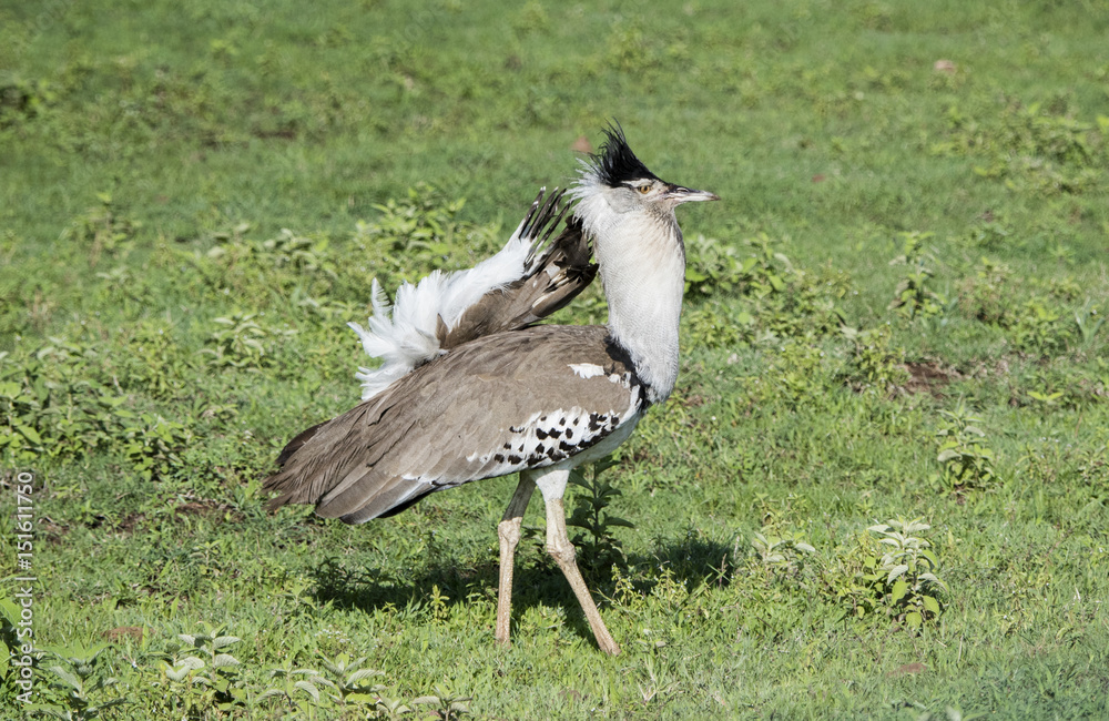 Africa's Largest Flying Bird the Kori Bustard (Ardeotis kori) in Full ...