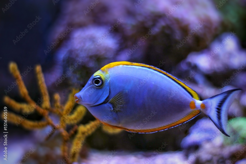 Blonde Naso Tang (Naso elegans) Stock Photo | Adobe Stock