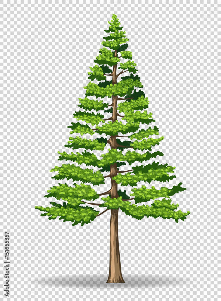Pine tree on transparent background Stock Vector | Adobe Stock