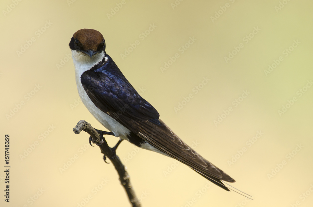Hirondelle à longs brins, Hirundo smithii, Wire tailed Swallow, Parc ...
