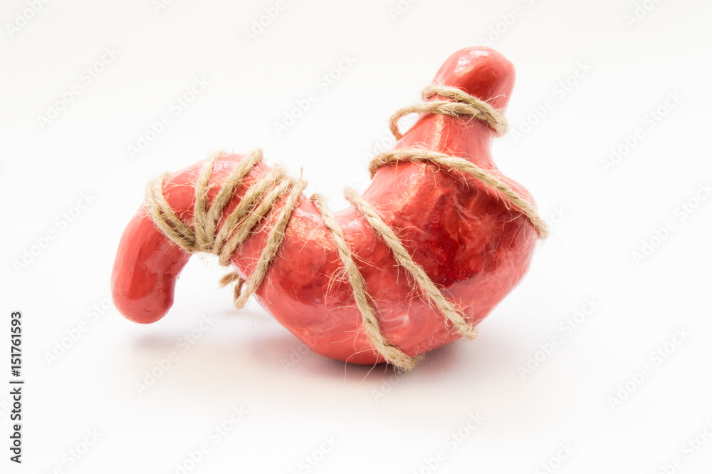 Anatomical model of human stomach, tied with rope lying on white ...