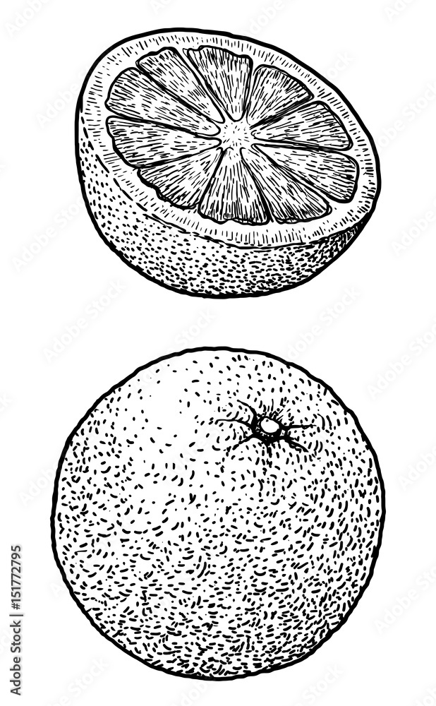 Orange illustration, drawing, engraving, ink, line art, vector Stock ...