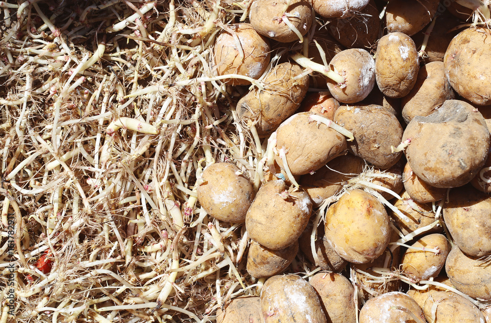 Beautiful potatoes. Background and texture. Stock Photo | Adobe Stock
