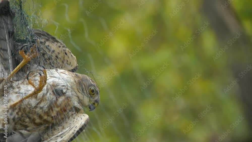 Bird trapped in net,struggling to die in green forest like fail loser ...