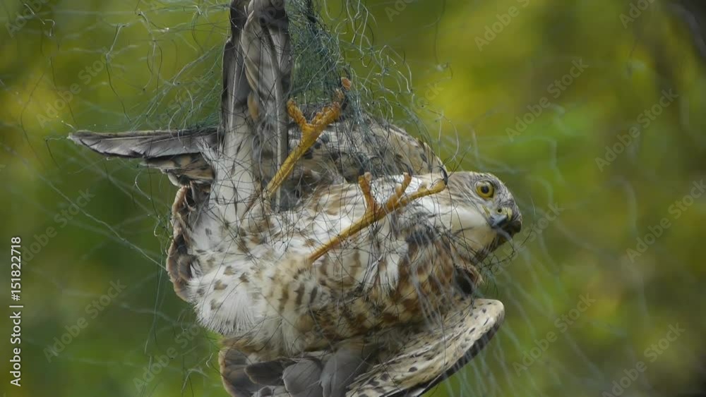 Bird trapped in net,struggling to die in green forest like fail loser ...