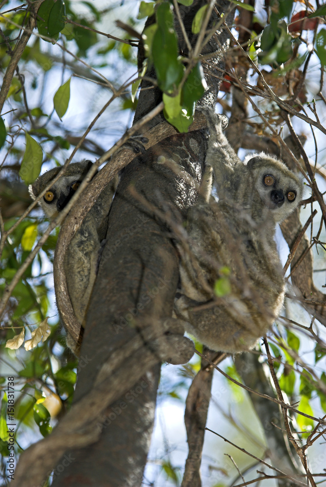 Avahi occidental, lémurien, Avahi occidentalis, Madagascar Stock 写真 ...