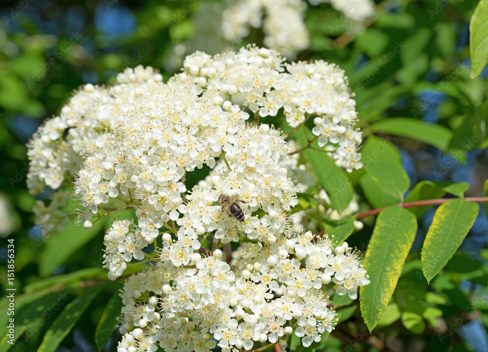 Blühender Vogelbeerbaum, Sorbus aucuparia Stock-Foto | Adobe Stock