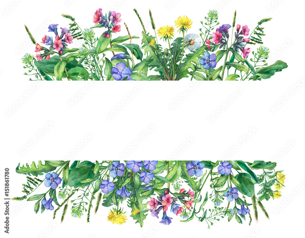 Banner with wild meadow flowers and grass, isolated on white background ...