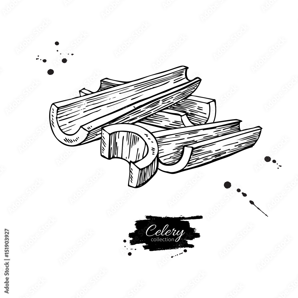 Celery Stick Hand Drawn Vector Illustration Isolated Vegetable Engraved Style Object Detailed