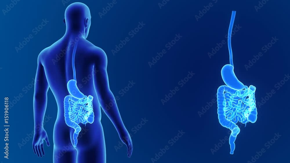 Stomach and Intestine with body Stock Video | Adobe Stock