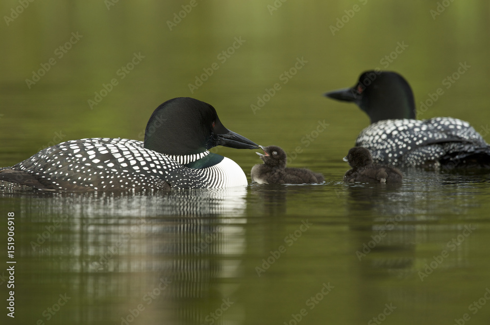 Foto de Great Northern Loon (Gavia immer), Common Loon with just ...