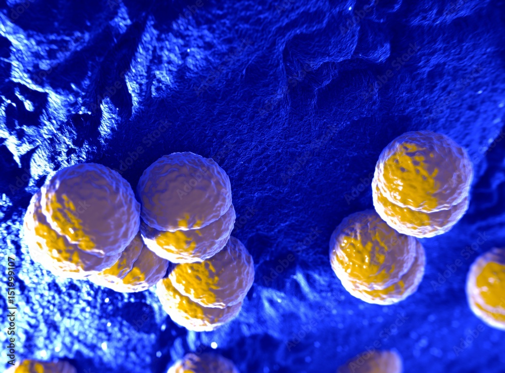Neisseria meningitidis or meningococcus bacterium. Can cause meningitis ...