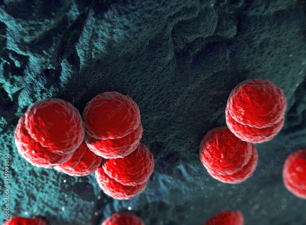 Neisseria meningitidis or meningococcus bacterium. Can cause meningitis ...