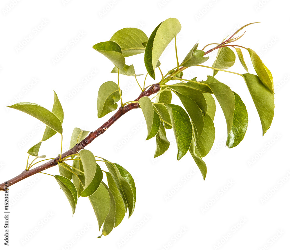 Pear Tree Leaves