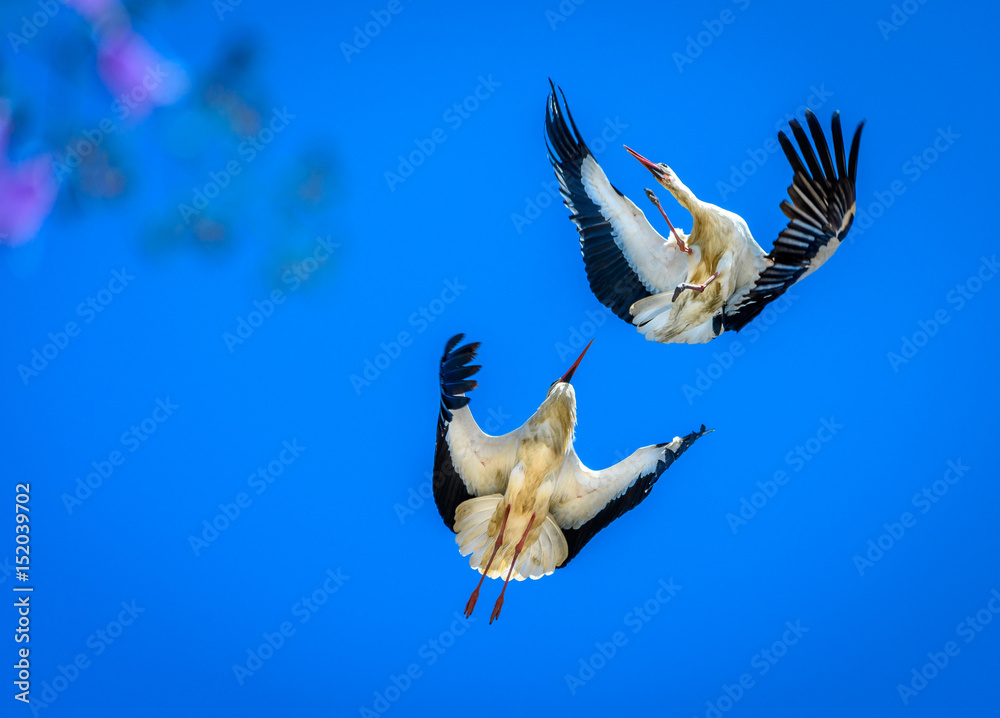 Fighting Storks Stock Photo | Adobe Stock