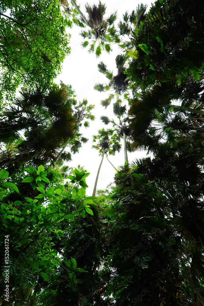 Holy pond ,Kham Chanod forest inside the temple. In Udon Thani at ...