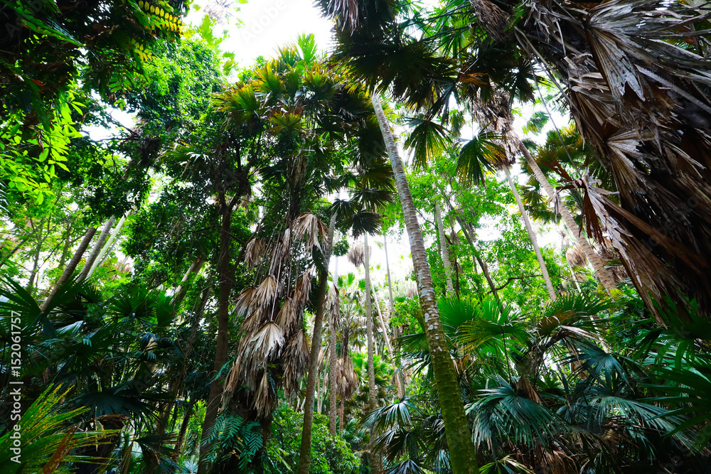 Holy pond ,Kham Chanod forest inside the temple. In Udon Thani at ...