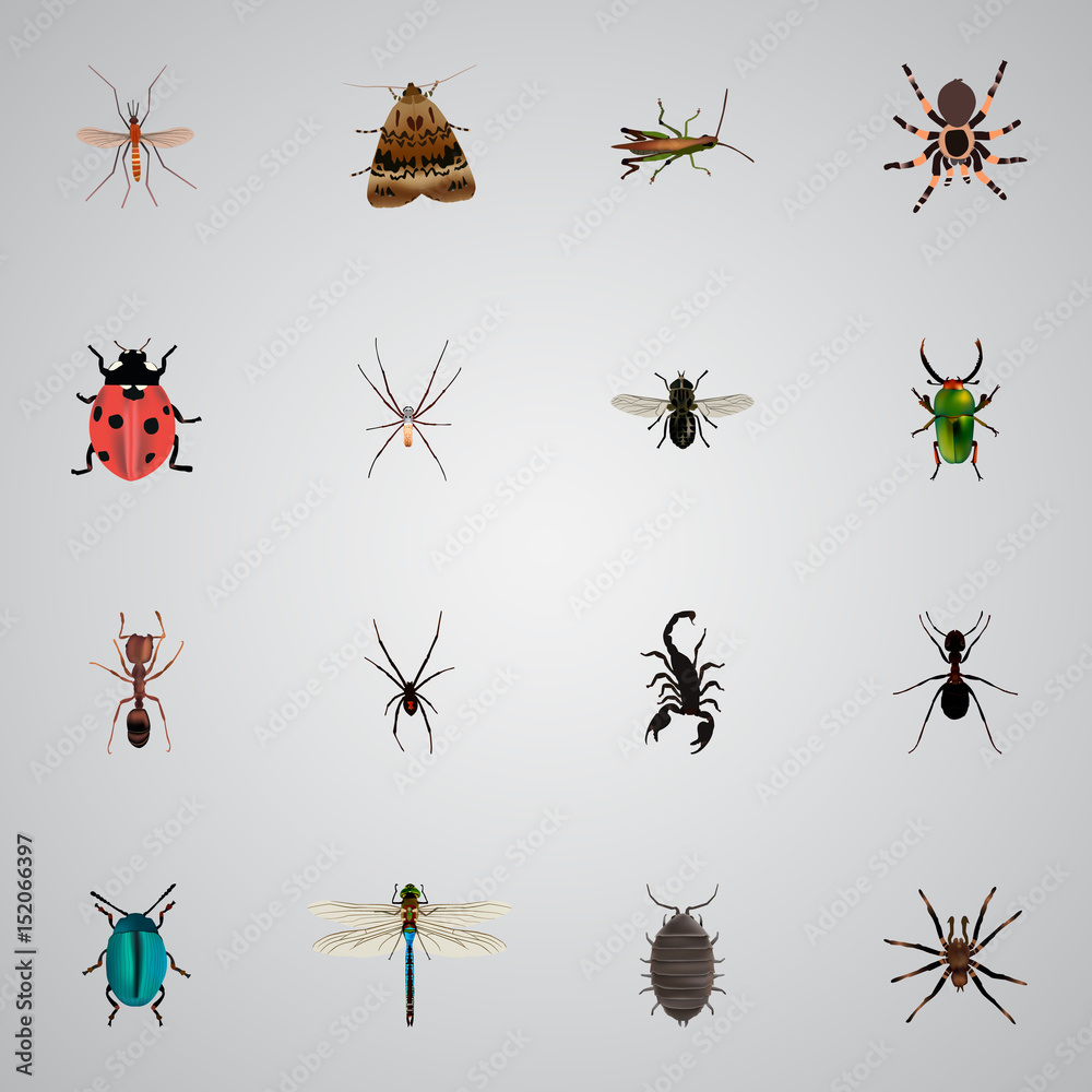 Vecteur Stock Realistic Tarantula, Insect, Bug And Other Vector ...