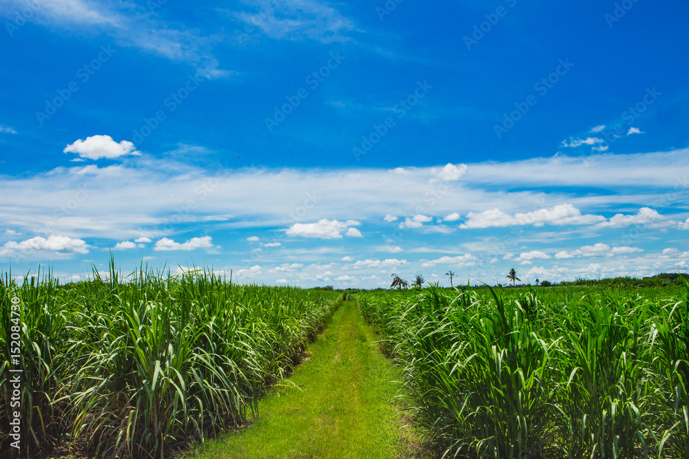 Sugarcane field in sunset sky and white cloud in Thailand 素材庫相片 | Adobe ...