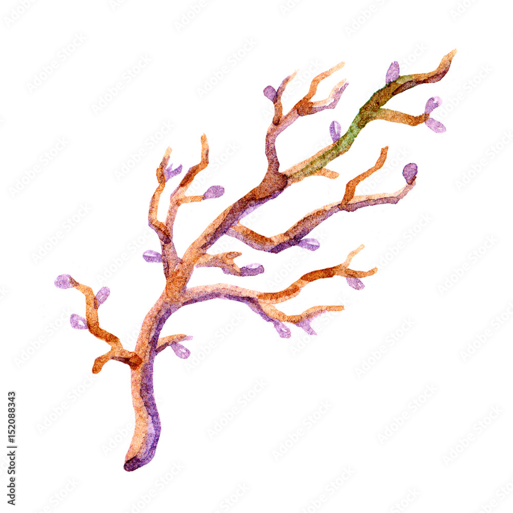 Watercolor brown branch illustration isolated on white background ...