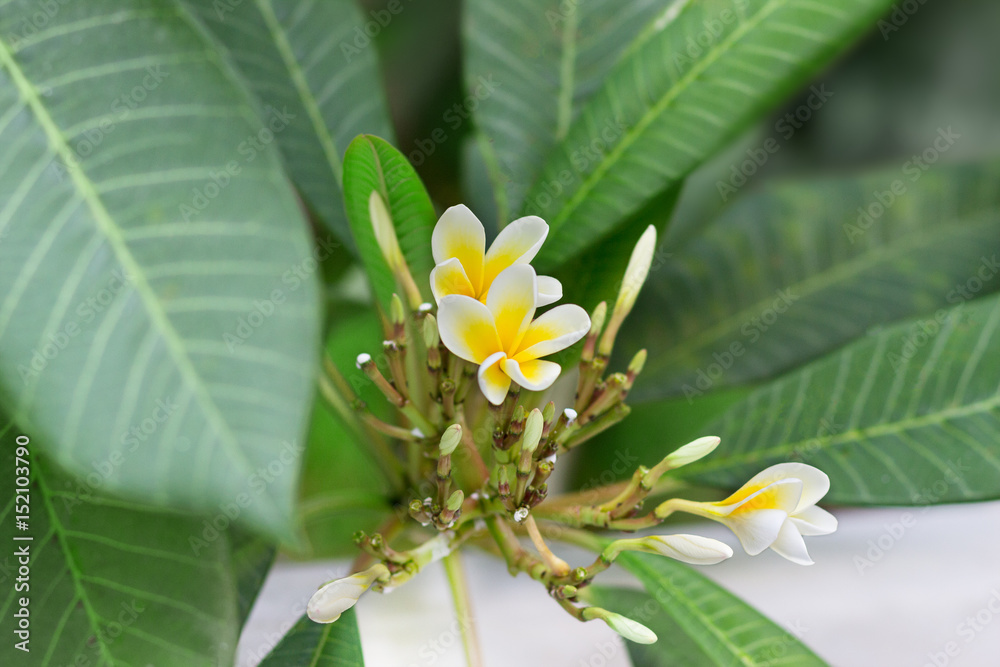 Mango Tree Flower