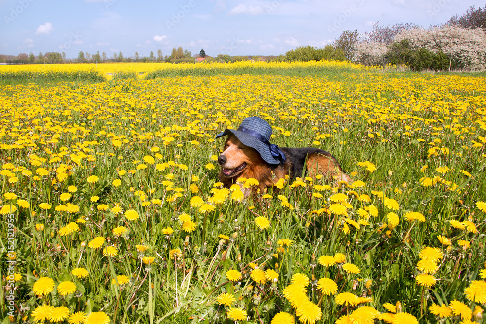 Hund mit Hut liegt in einer Wiese mit Löwenzahn foto de Stock | Adobe Stock