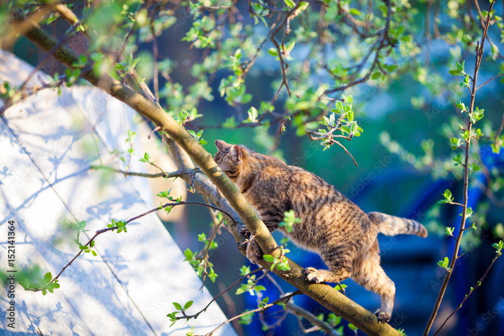Cat walking on a branch on a tree in garden Stock Photo | Adobe Stock