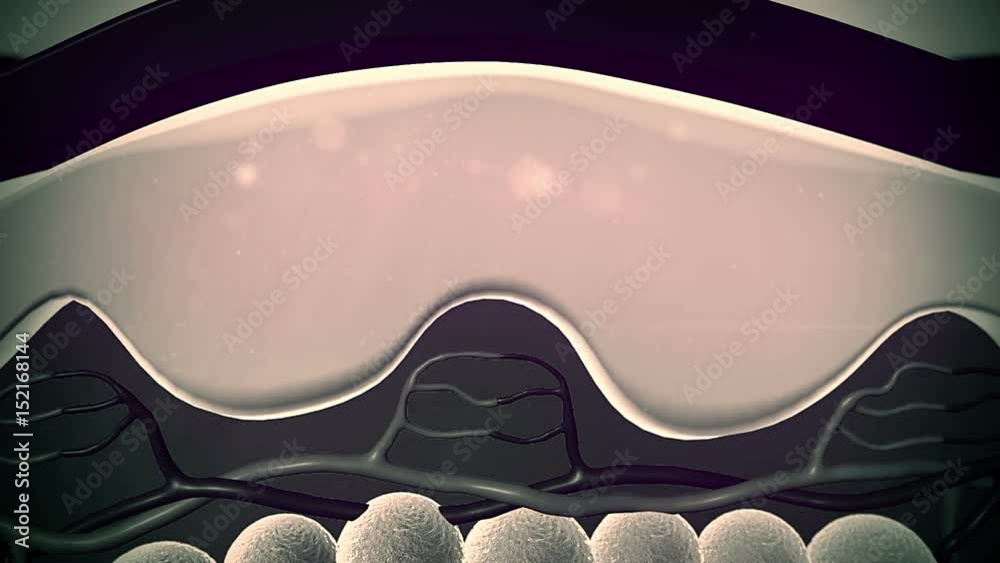 fat cells, subcutaneous fat, illustration of human leather anatomy, fat ...