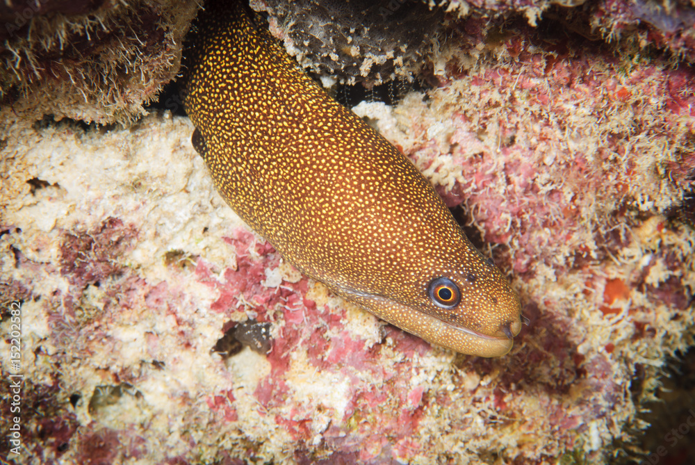 Spotted goldentail moray eel peeks out from hole in the reef Stock ...