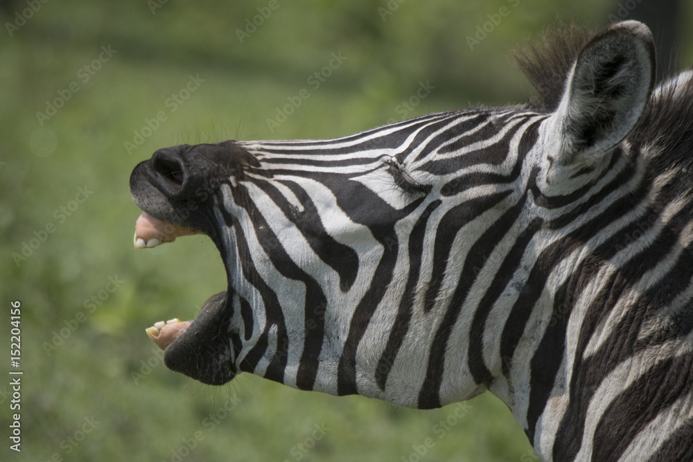 Braying Zebra Stock Photo | Adobe Stock