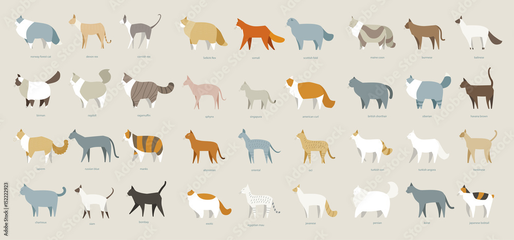 cat breed set vector illustration flat design Stock Vector | Adobe Stock