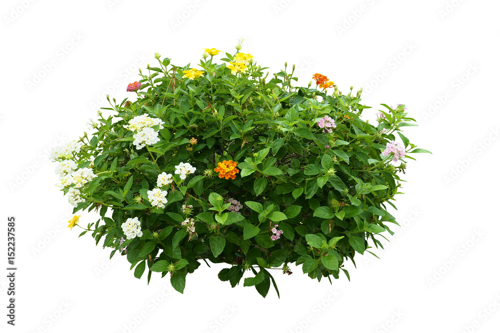 flower bush tree isolated with clipping path Stock Photo | Adobe Stock