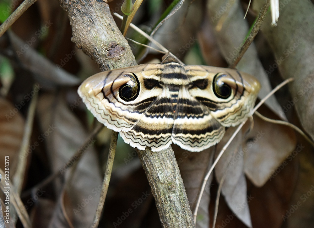 The Indian Owlet-moth ,Spirama retorta,Patterned face and big eyes on ...