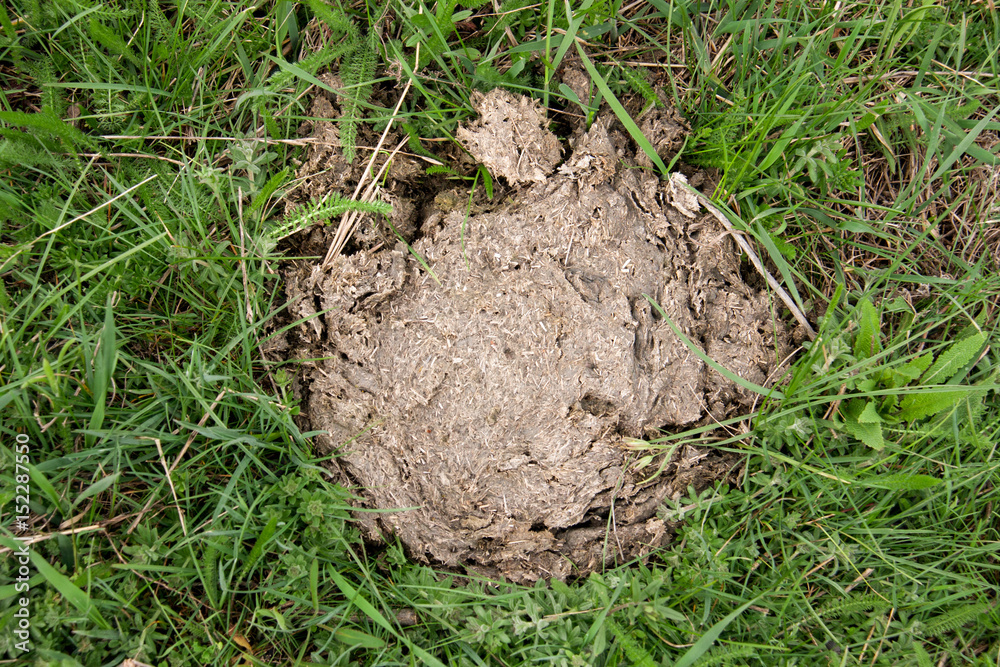Dried cow shit on the green grass Stock Photo | Adobe Stock