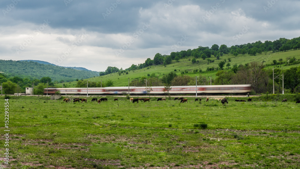 Grazing cows and buffaloes on the meadow to the railway rails of which ...