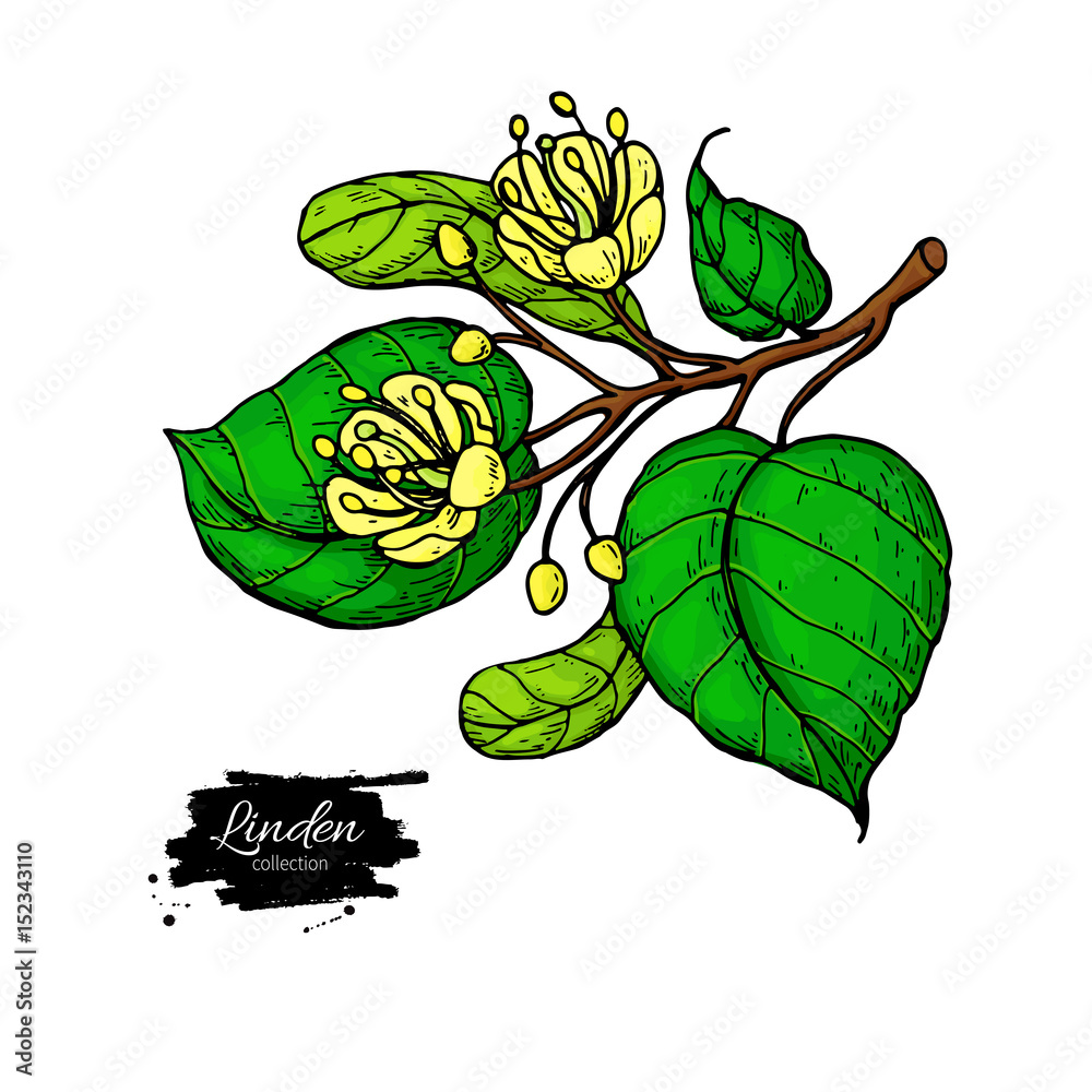 Lime Tree Drawing
