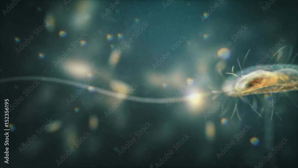 Bacteria under the microscope series. Escherichia coli. vídeo do Stock ...