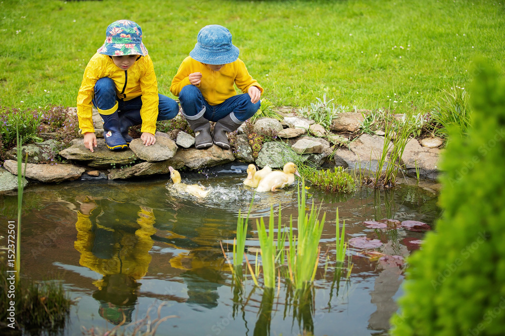 Beautiful children, playing with little ducklings in the rain Stock ...