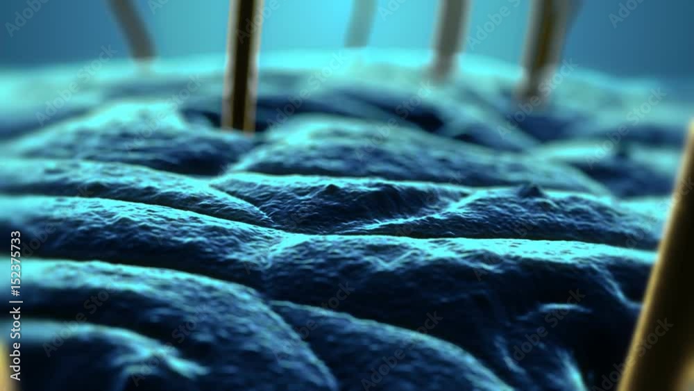 SEM Scanning Electron Microscope photo of human hair and skin. Blue and ...