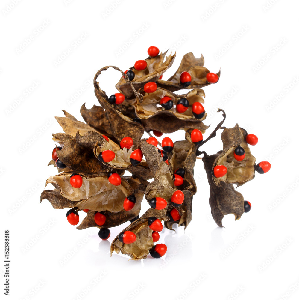 Jequirity seeds,Abrus precatorius L. on white background Stock Photo ...